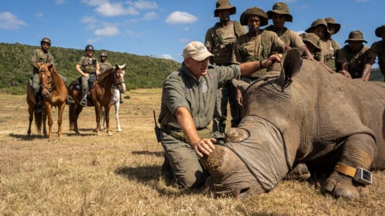 The Frontline of Conservation: How Rangers Risk Their Lives to Stop ...